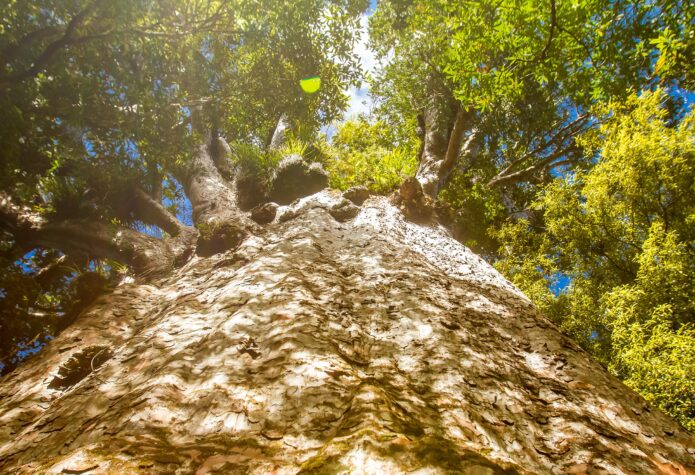 NIB into Kauri: Issuing bonds and planting trees - Nordic Investment Bank
